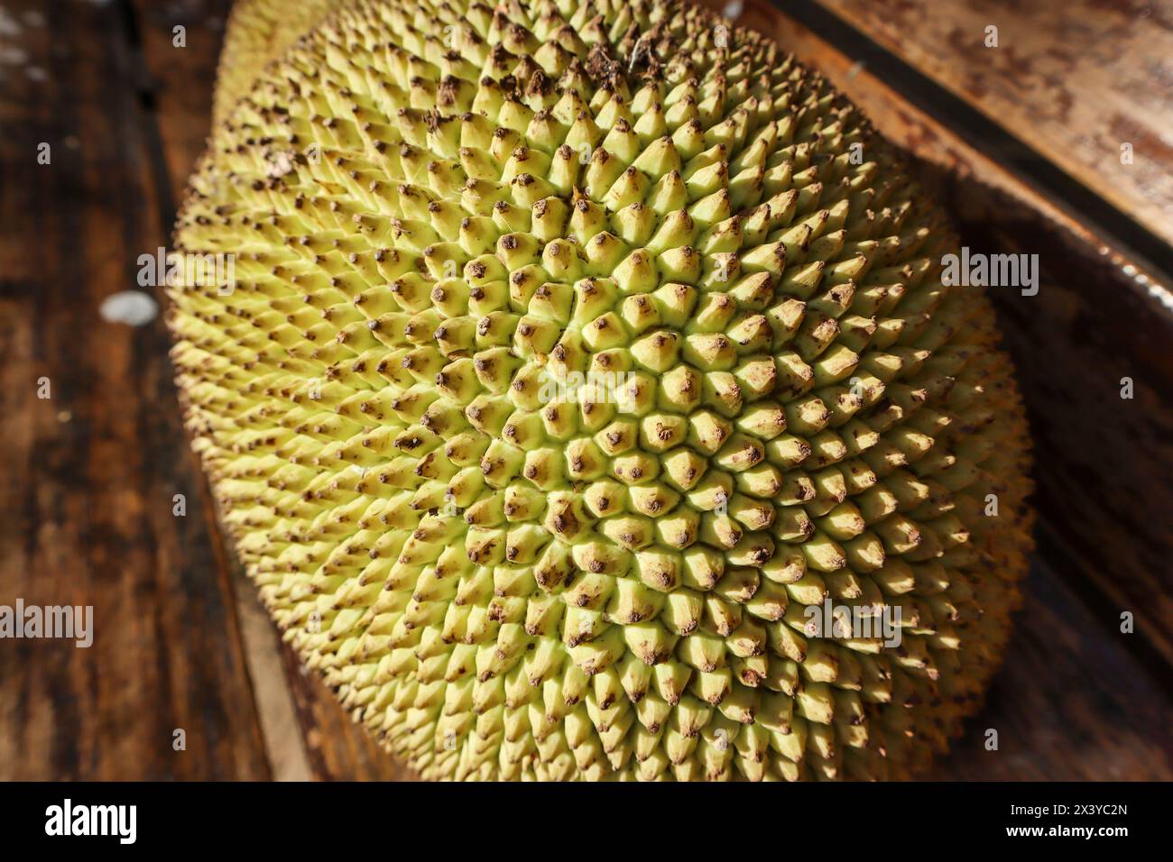 Whole Jackfruit, Jackfruit is a tropical fruit grown in India. Its used ...