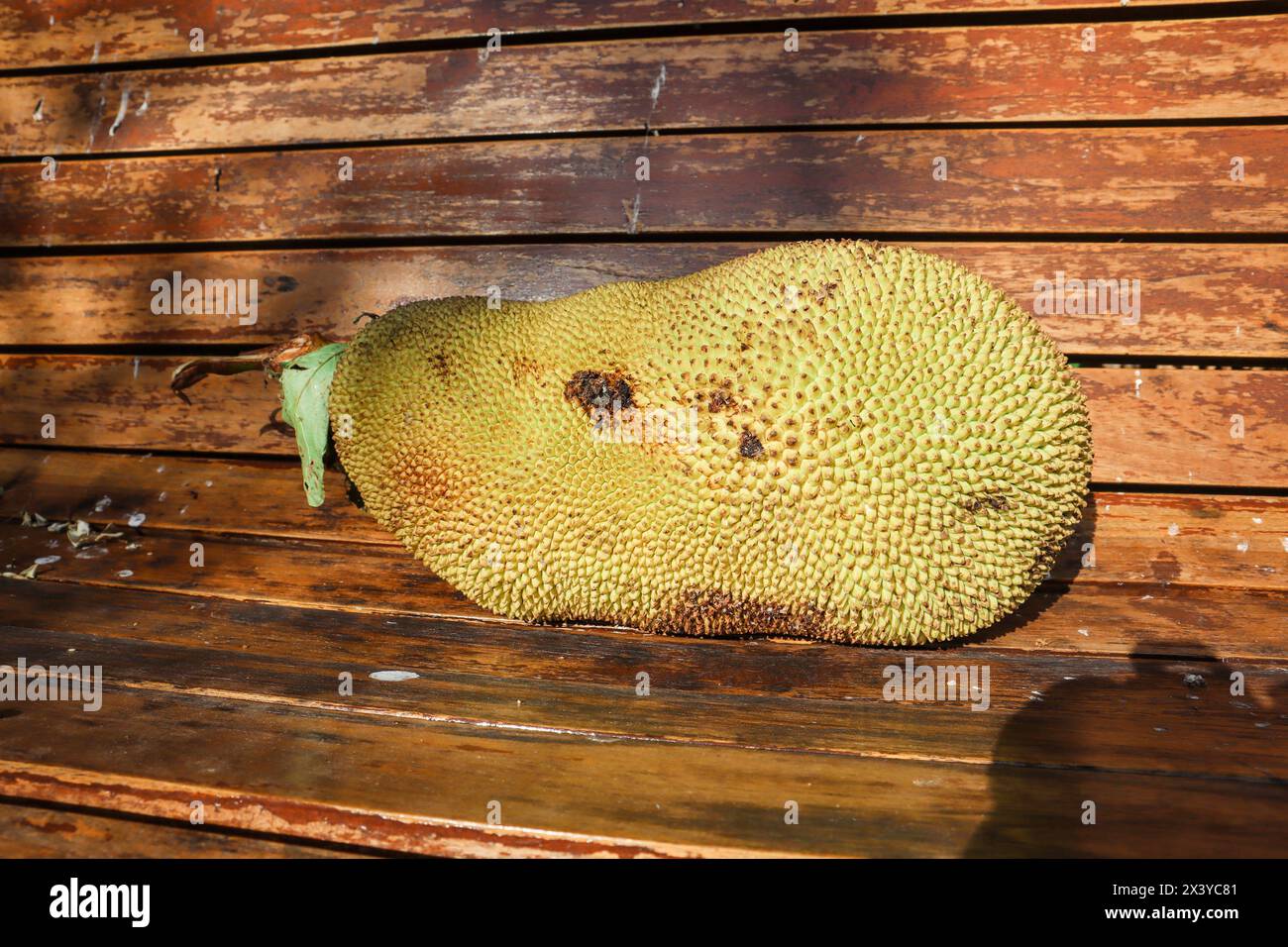 Whole Jackfruit, Jackfruit is a tropical fruit grown in India. Its used ...