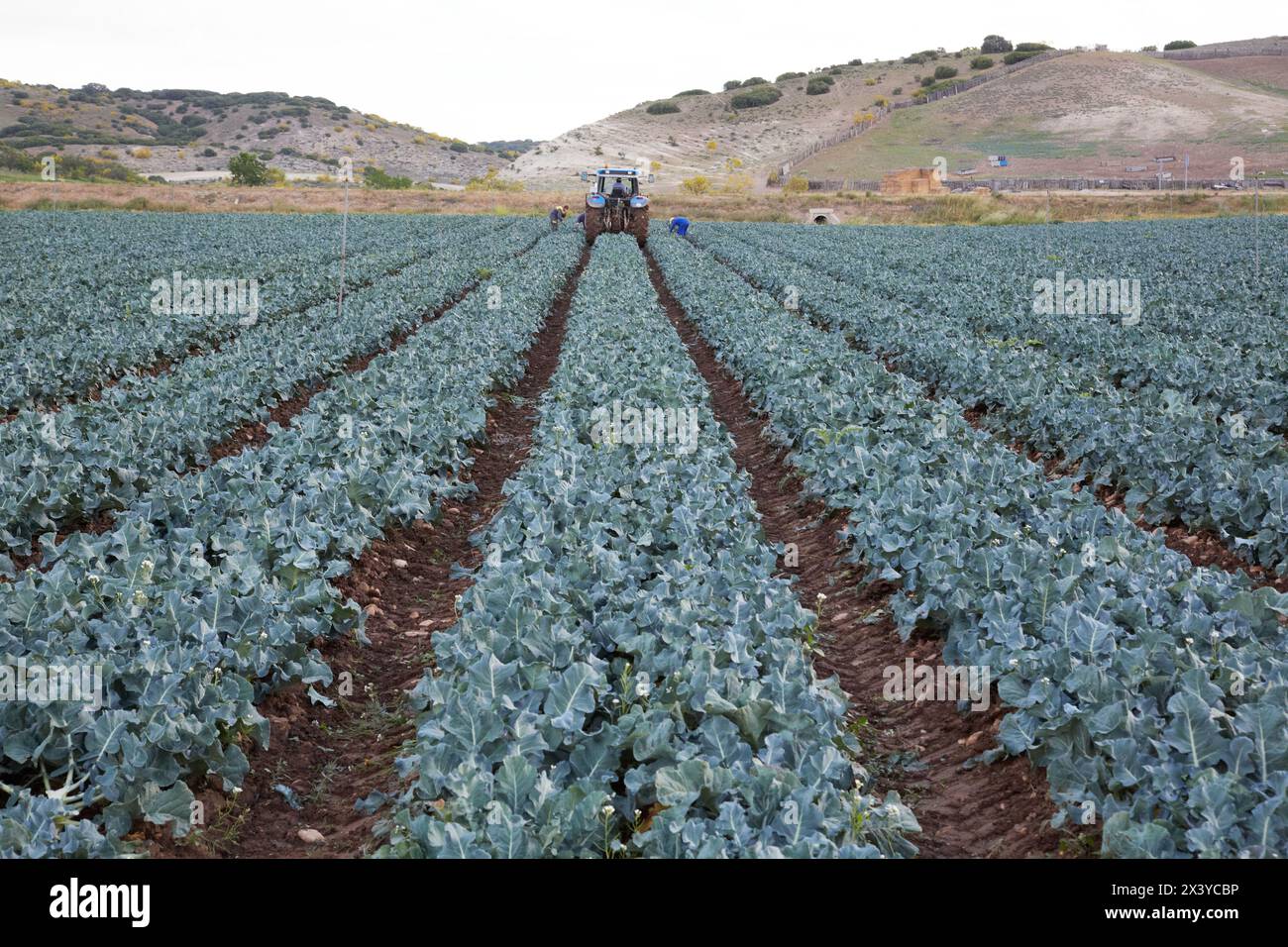 Broccoli growing fields, Agricultural fields, High Ribera, Arga-Aragon ...