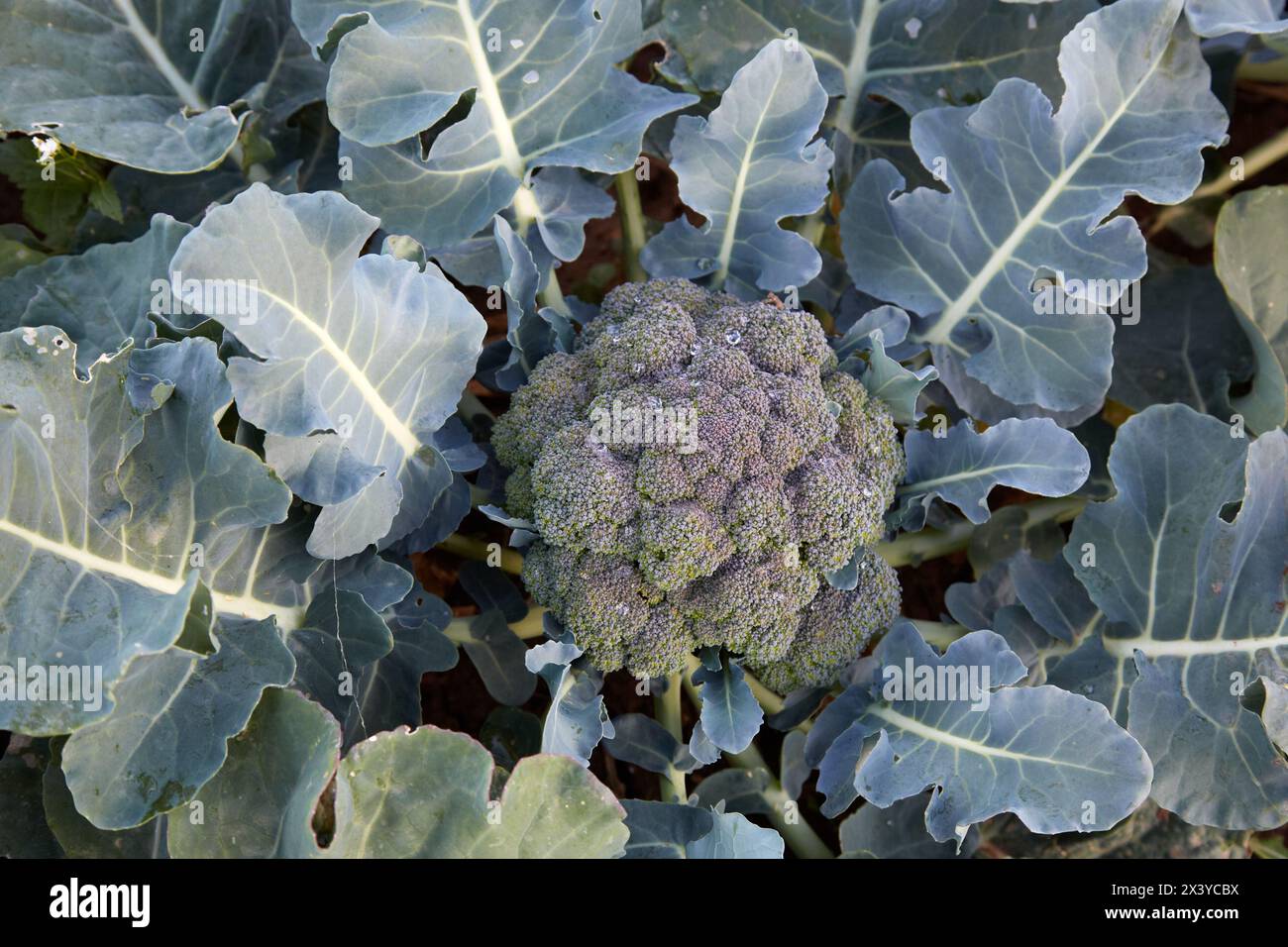Broccoli growing fields, Agricultural fields, High Ribera, Arga-Aragon ...
