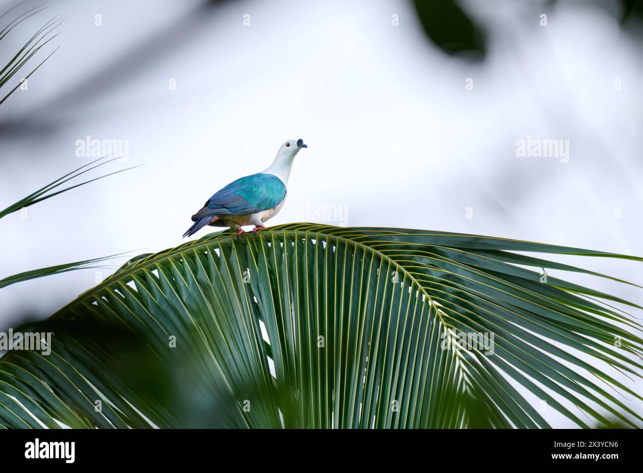 spice imperial pigeon (Ducula myristicivora), Raja Ampat Biodiversity ...