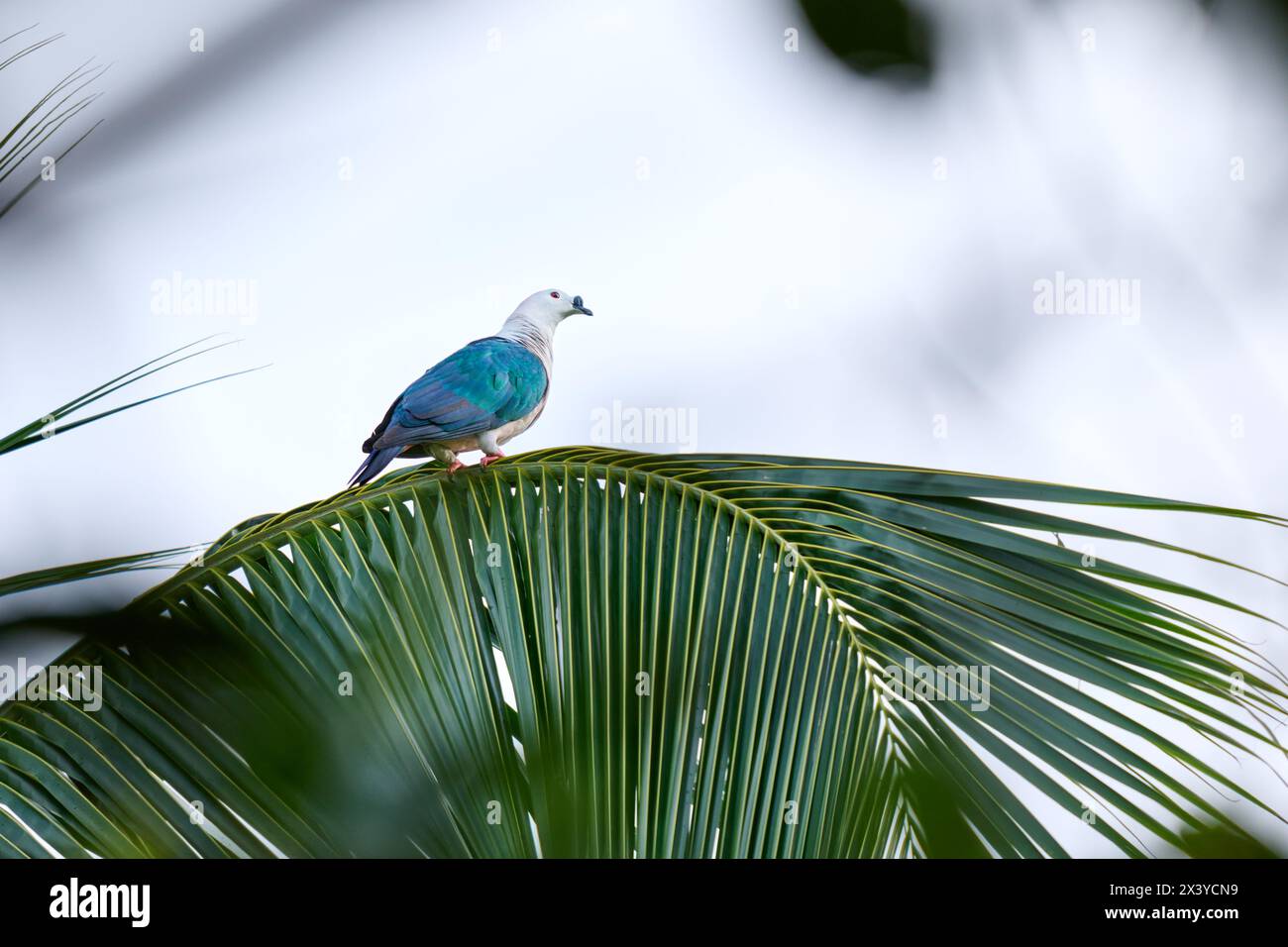 spice imperial pigeon (Ducula myristicivora), Raja Ampat Biodiversity ...