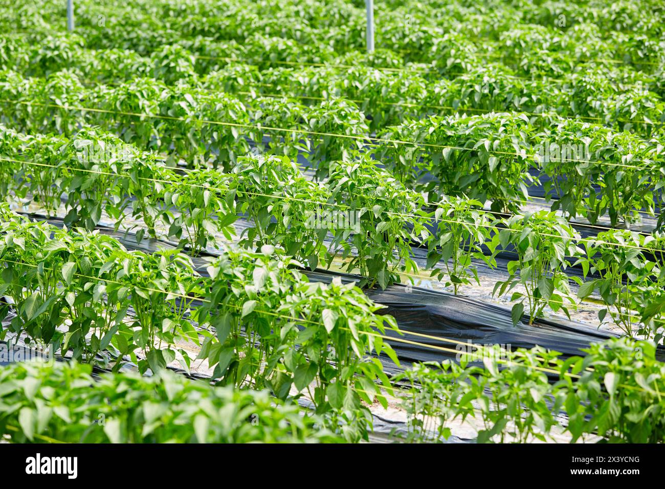 Green chillies farming greenhouse agricultural hi-res stock photography ...