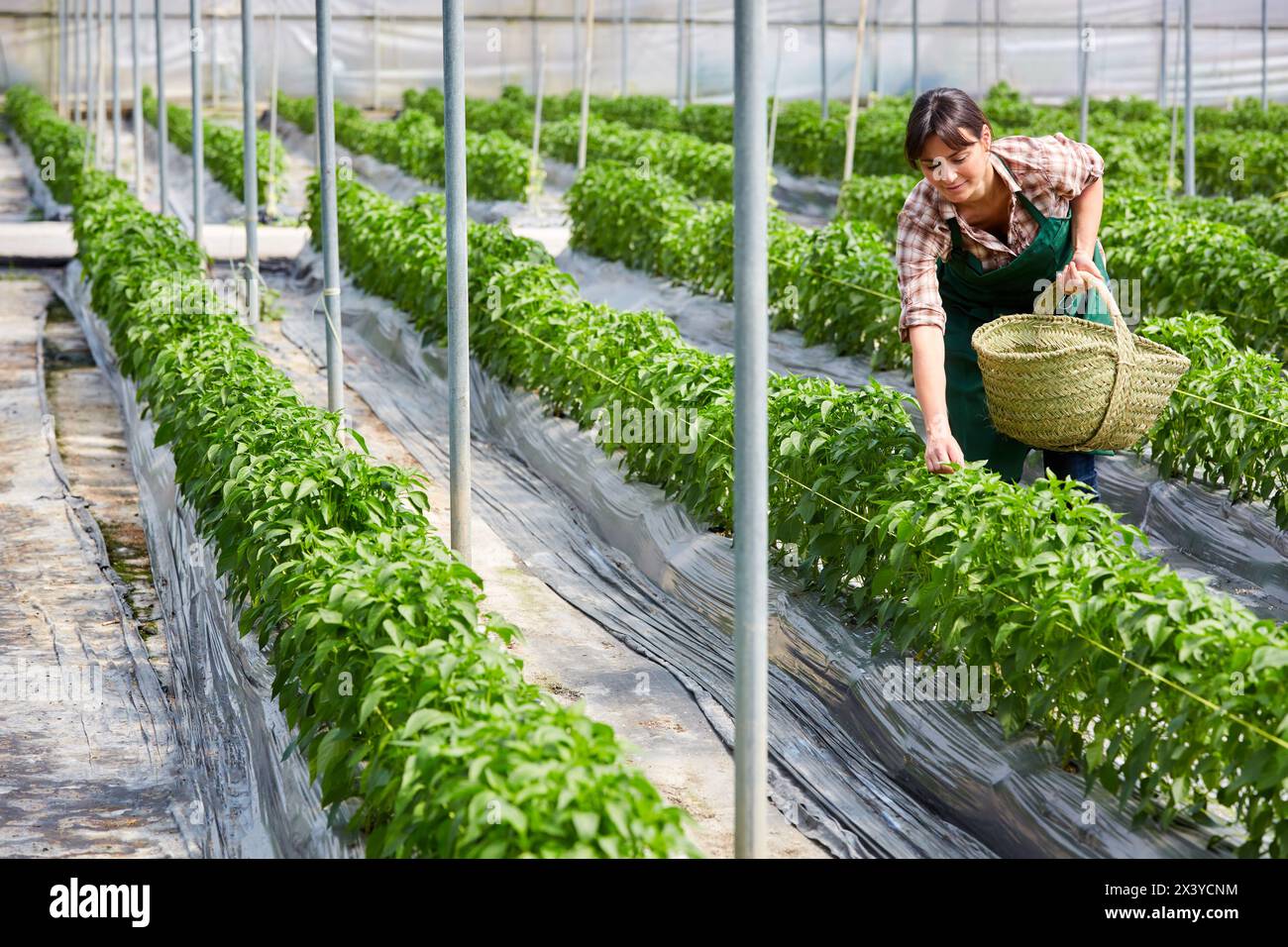 Green chillies farming greenhouse agricultural hi-res stock photography ...