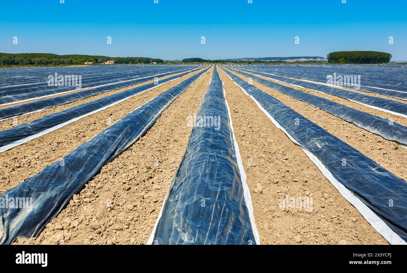 Asparagus growing field spain hi-res stock photography and images - Alamy