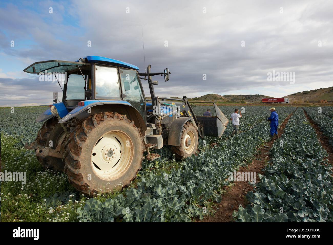Broccoli growing fields, Agricultural fields, High Ribera, Arga-Aragon ...