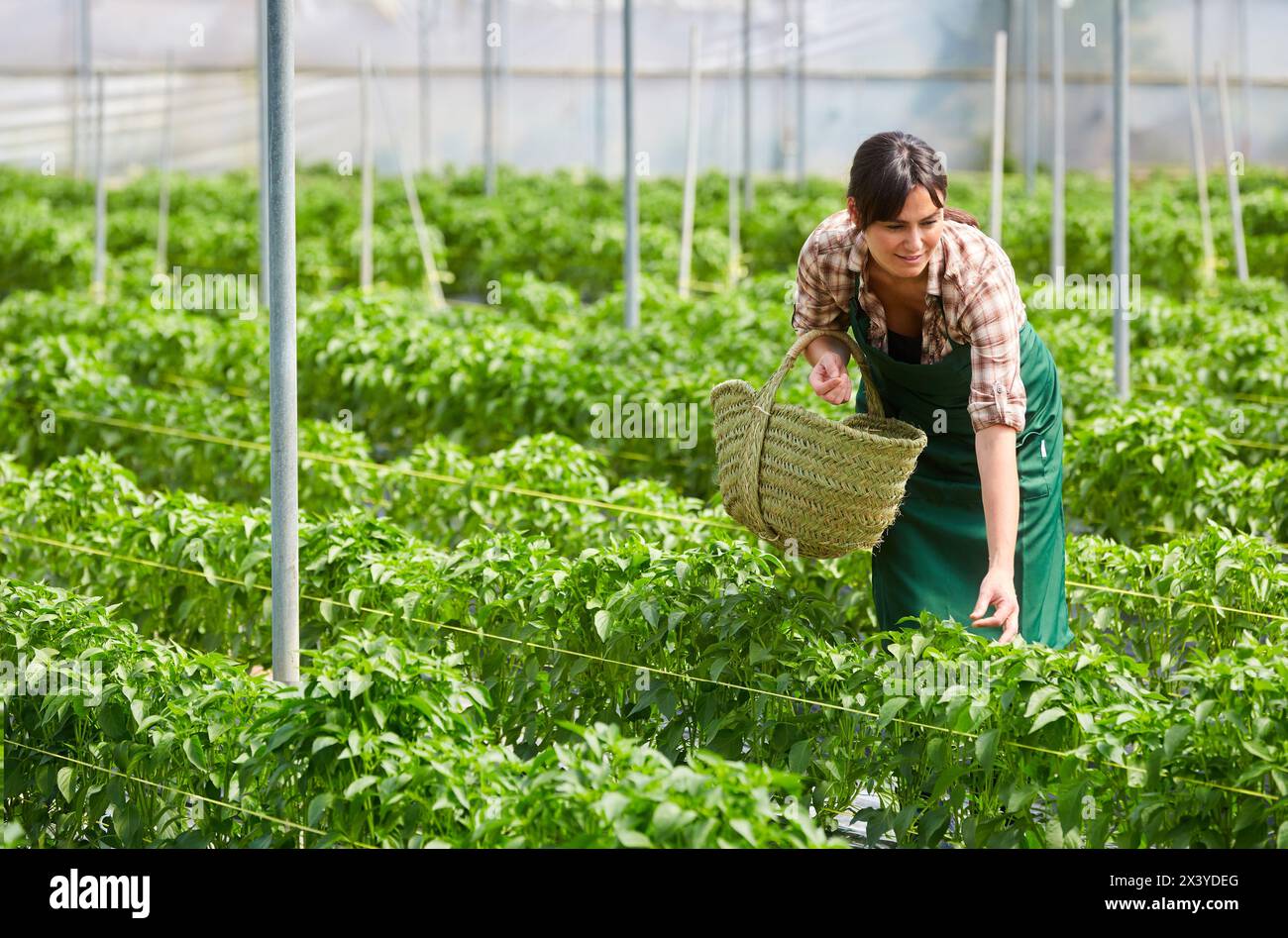 Farmer, Green chillies farming, Greenhouse, Agricultural field, Funes ...