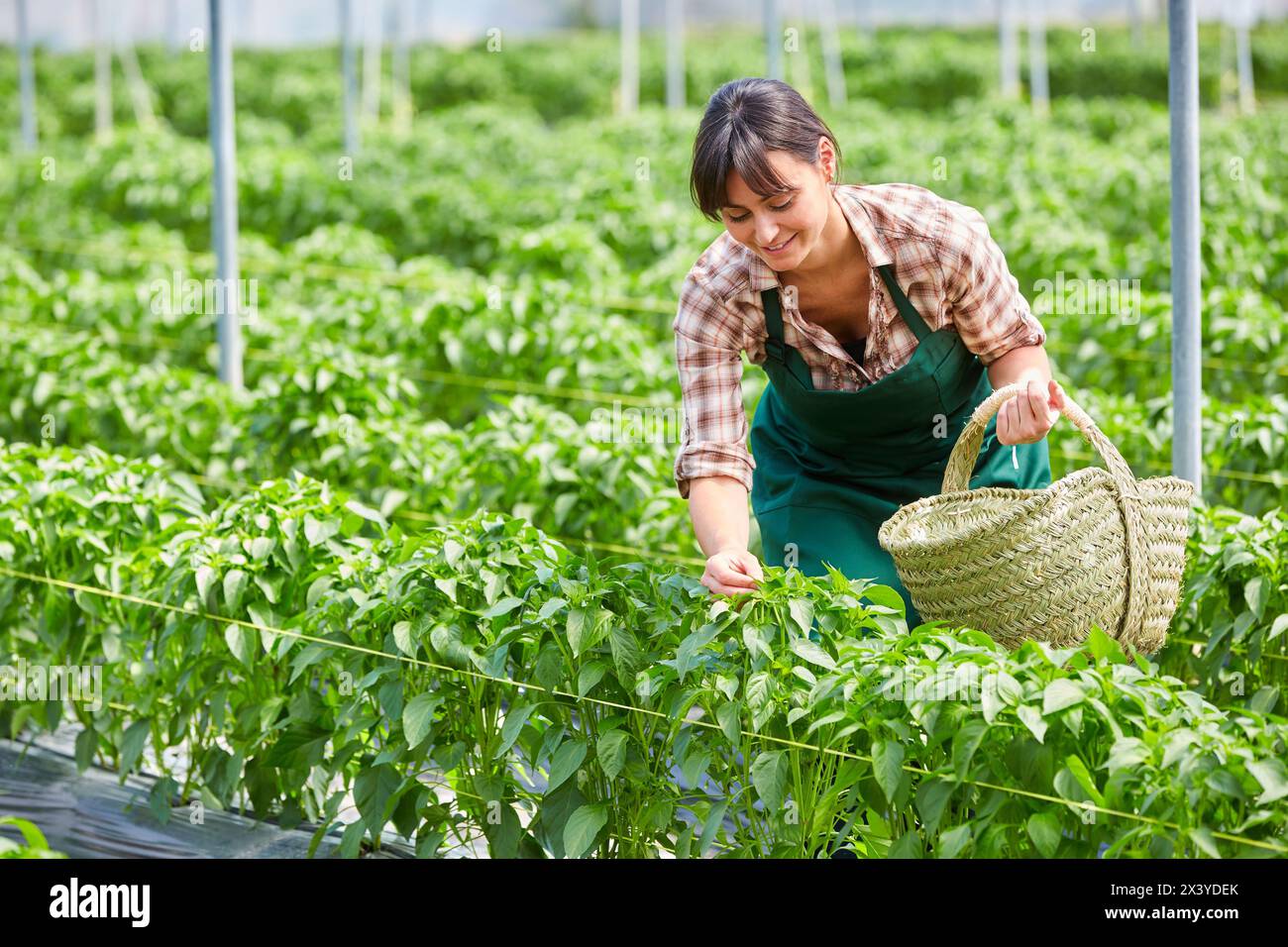 Farmer, Green chillies farming, Greenhouse, Agricultural field, Funes ...