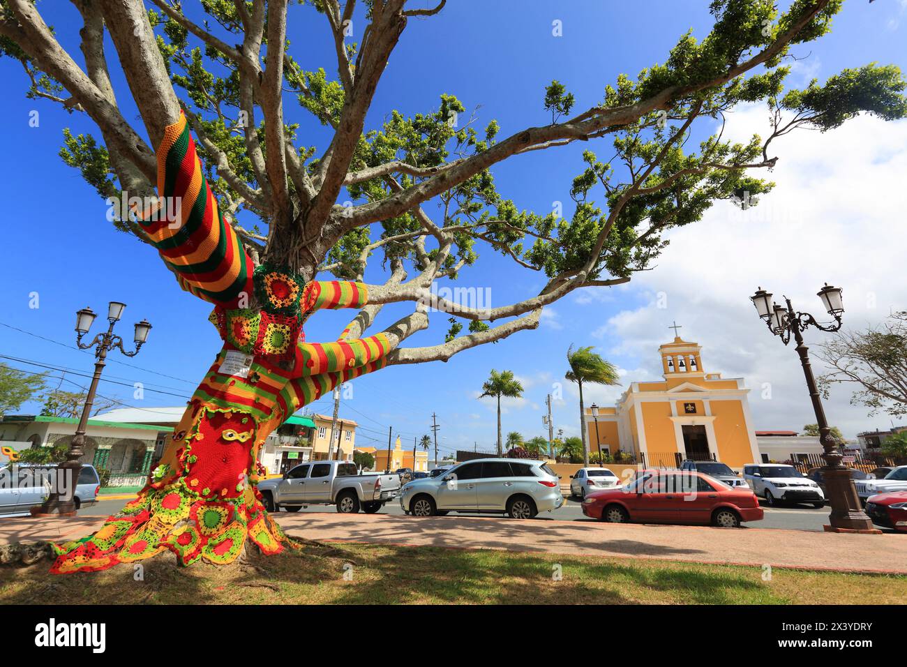 Usa, Porto Rico. puerto Rico, Dorado, tree with suit Stock Photo - Alamy