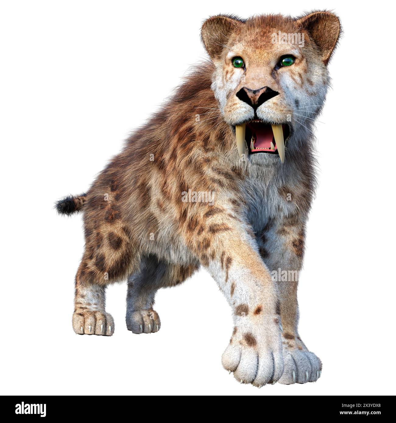 3D rendering of a saber toothed tiger isolated on white background ...