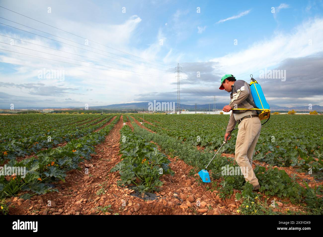 Courgette growing fields, Weed control, Fumigation, Agricultural fields ...