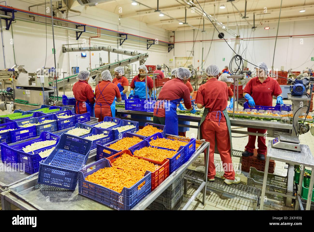 Asparagus, carrots and peas, Dull vegetable stew. Production line of ...