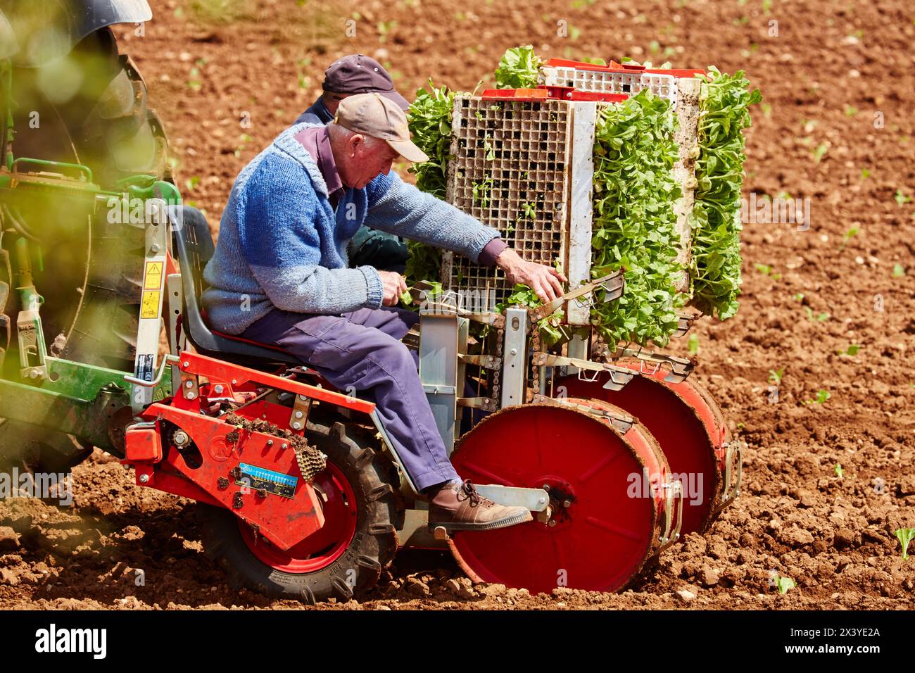 Farmers planting snuff plant hi-res stock photography and images - Alamy