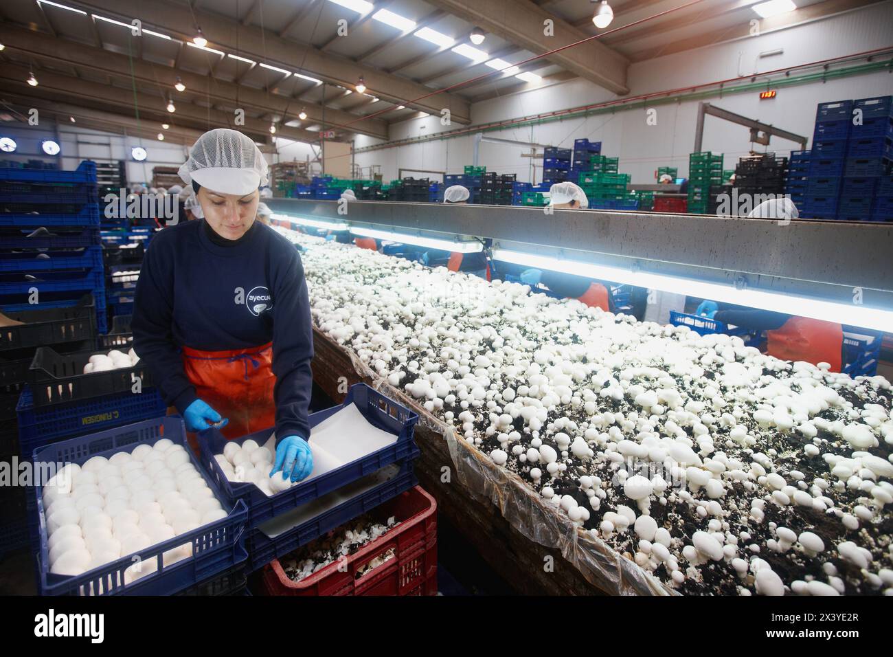 Mushrooms collection, Buttom mushroom, Agaricus bisporus, Agri-Food ...