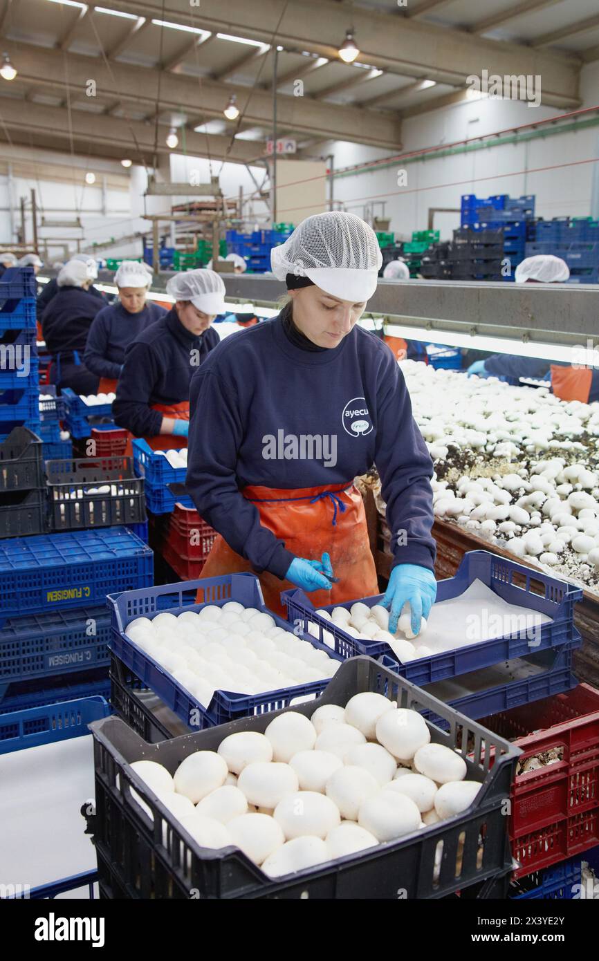 Mushrooms collection, Buttom mushroom, Agaricus bisporus, Agri-Food ...