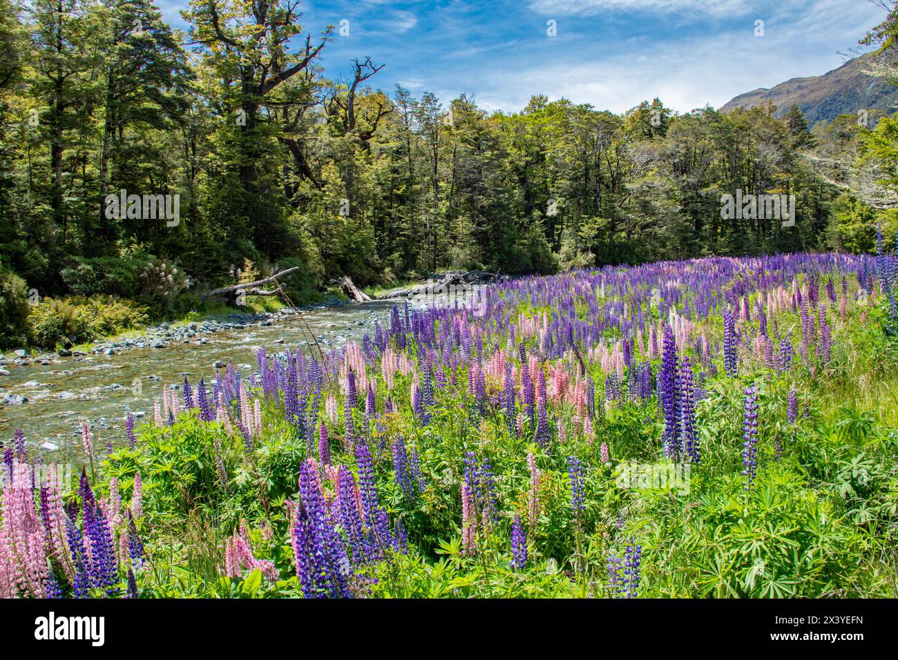 the wild perennial lupine (Lupinus perennis) in Cascade Creek Historic ...
