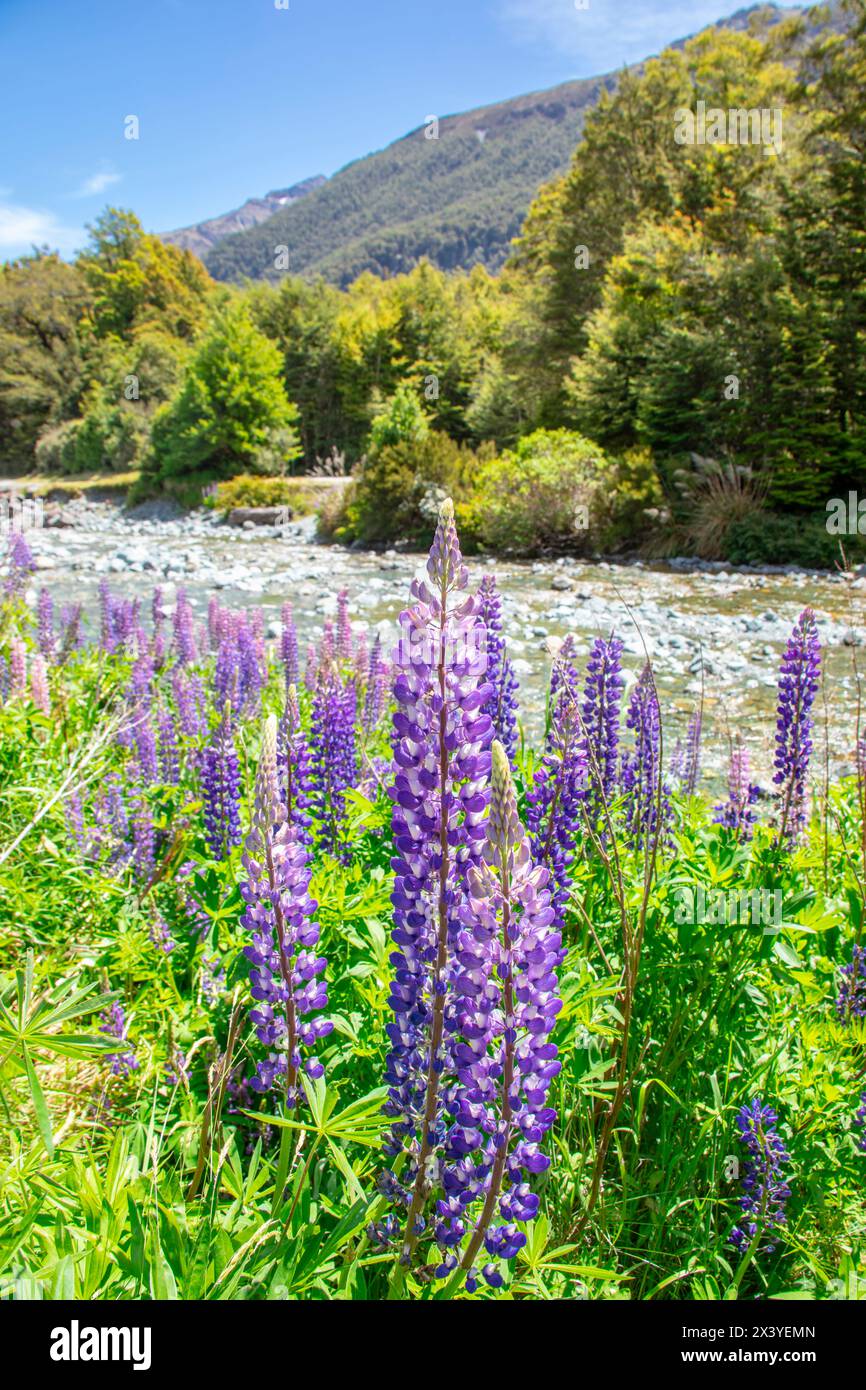 the wild perennial lupine (Lupinus perennis) in Cascade Creek Historic ...