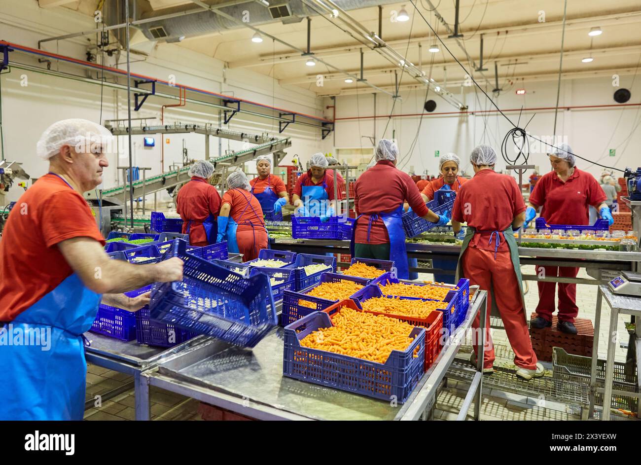 Asparagus, carrots and peas, Dull vegetable stew. Production line of ...