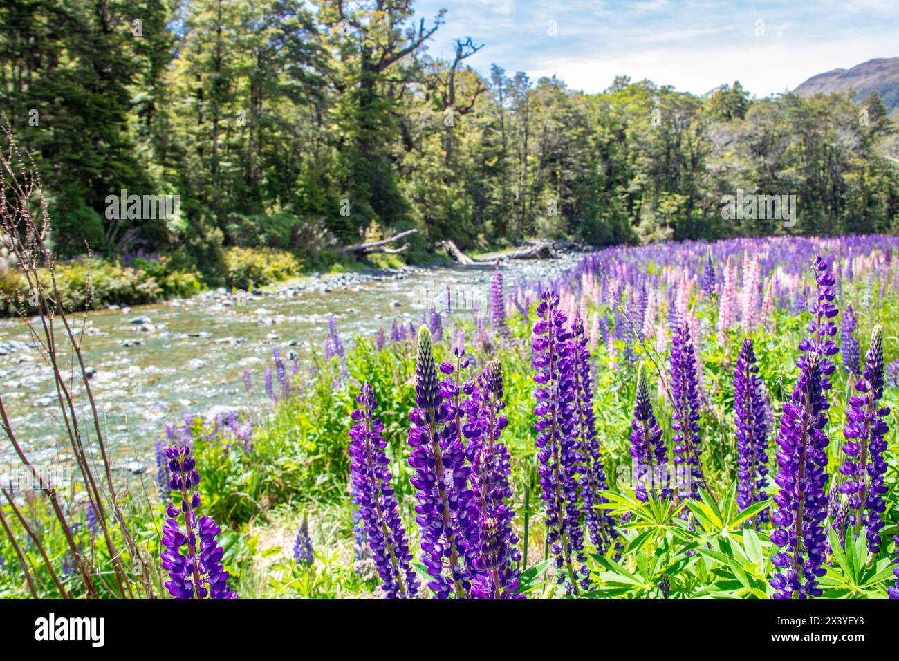 the wild perennial lupine (Lupinus perennis) in Cascade Creek Historic ...