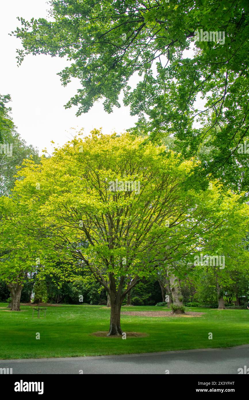 the view of of queens park, a park in Invercargill, New Zealand, and ...