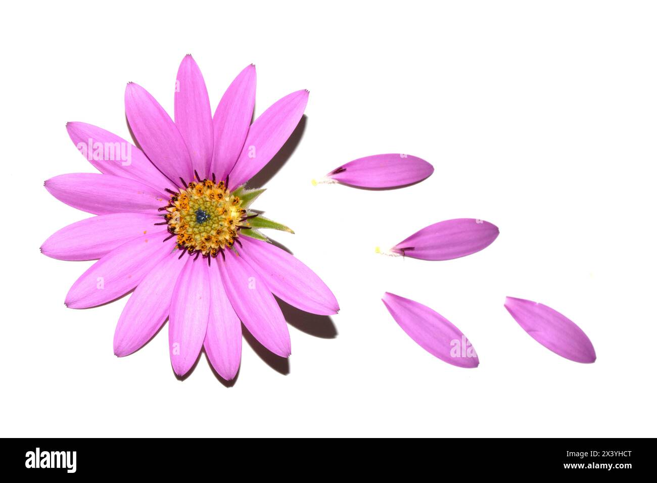 A Pink African Daisy Flower with flying falling Petals on White ...