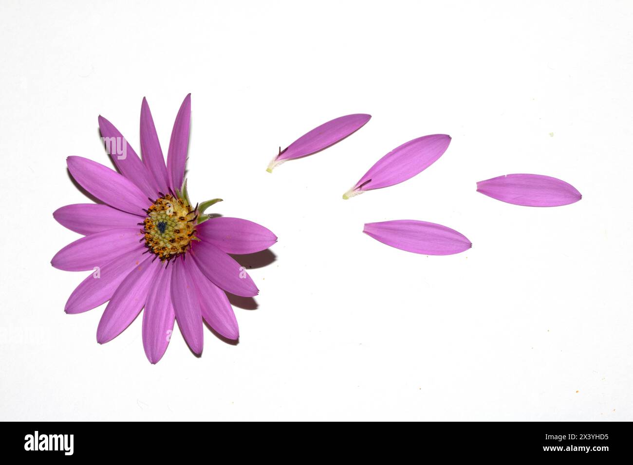 A Pink African Daisy Flower with flying falling Petals on White ...