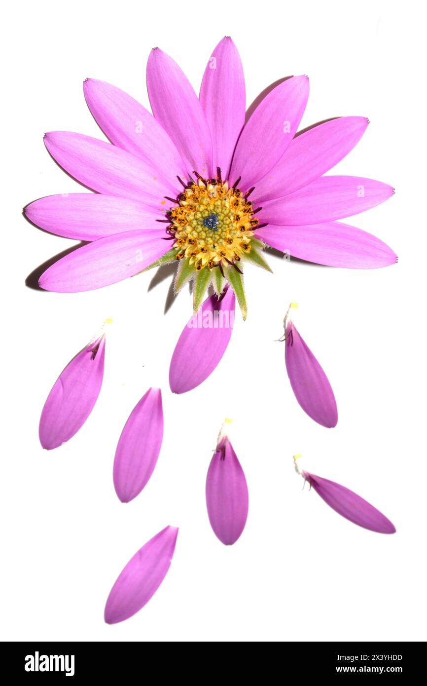 A Pink African Daisy Flower with flying falling Petals on White ...