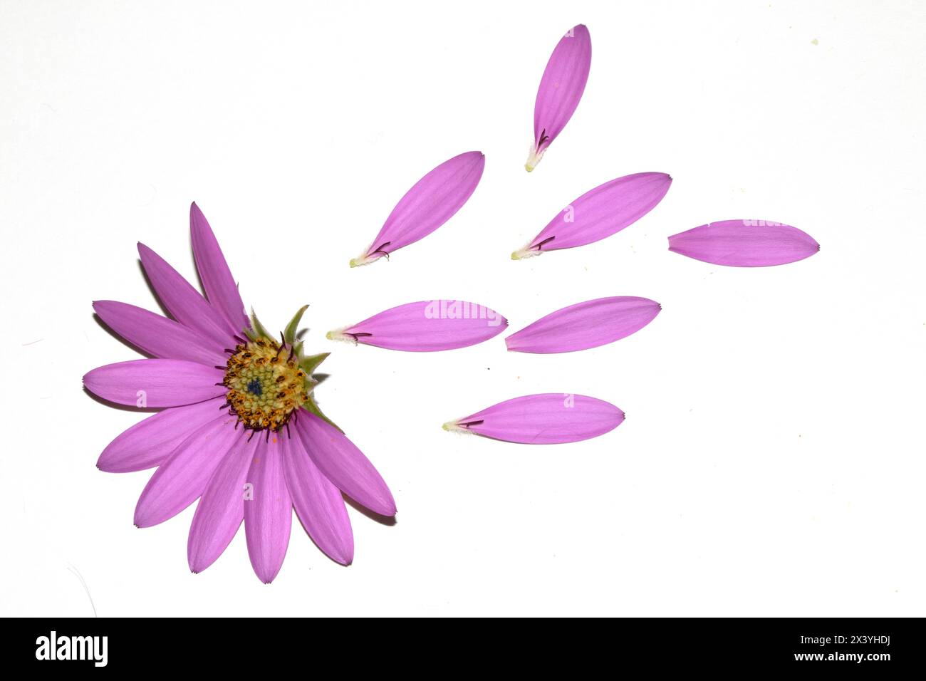 A Pink African Daisy Flower with flying falling Petals on White ...