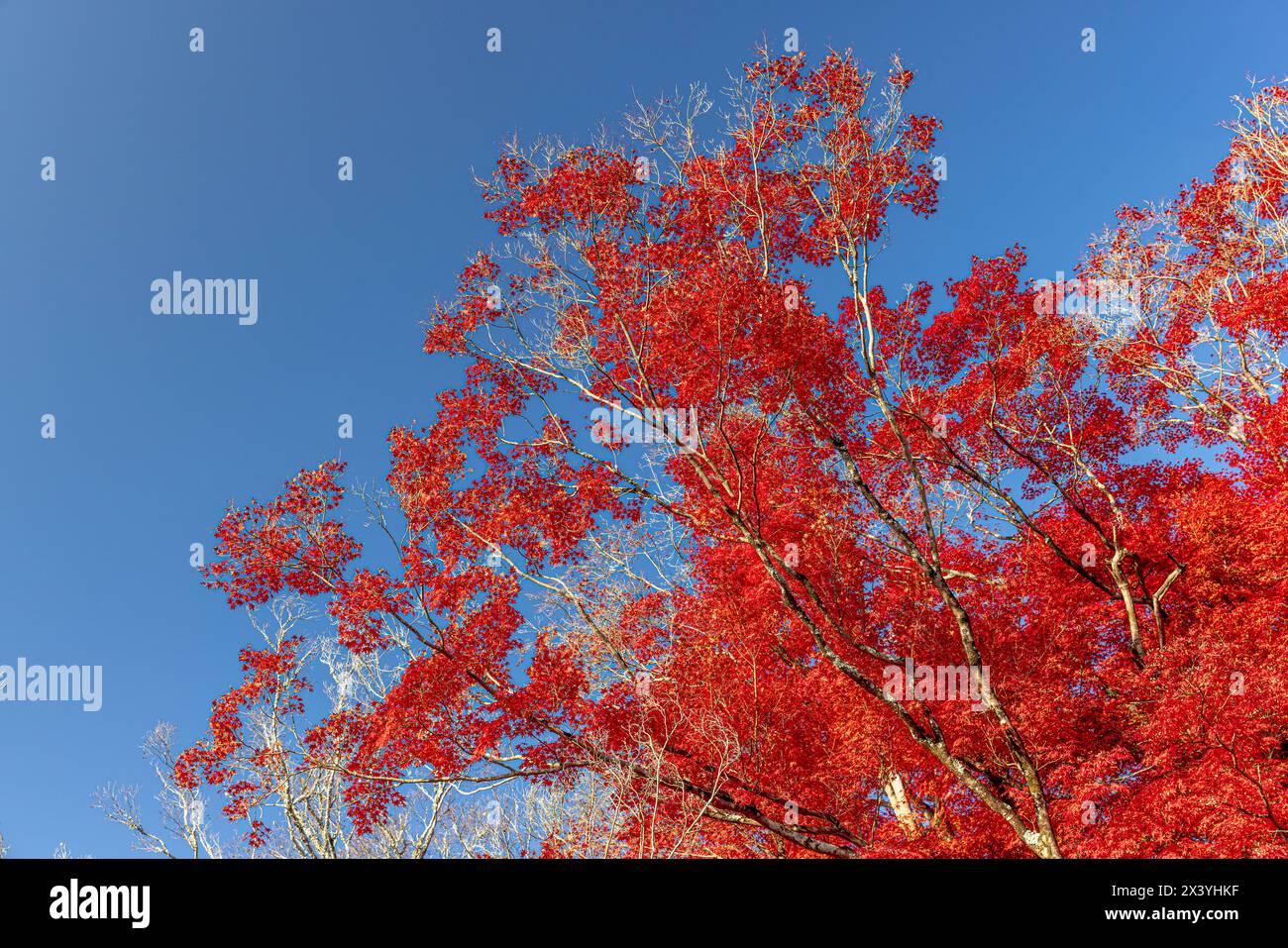 red autumn leaves on a tree with a clear blue sky in Japan Stock Photo ...