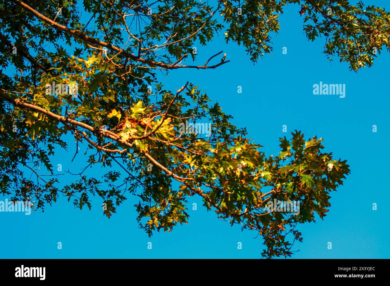 Spring day walking in the forest of trees and landscapes Stock Photo ...