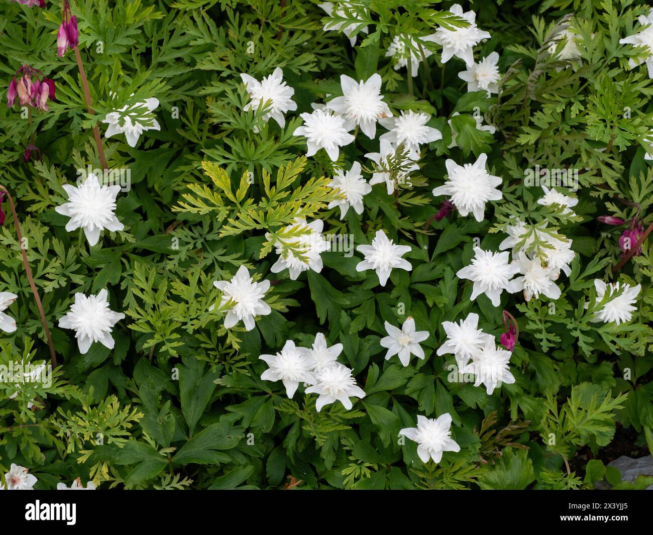 White, double flowered blooms of the spring flowering ephemeral wood ...