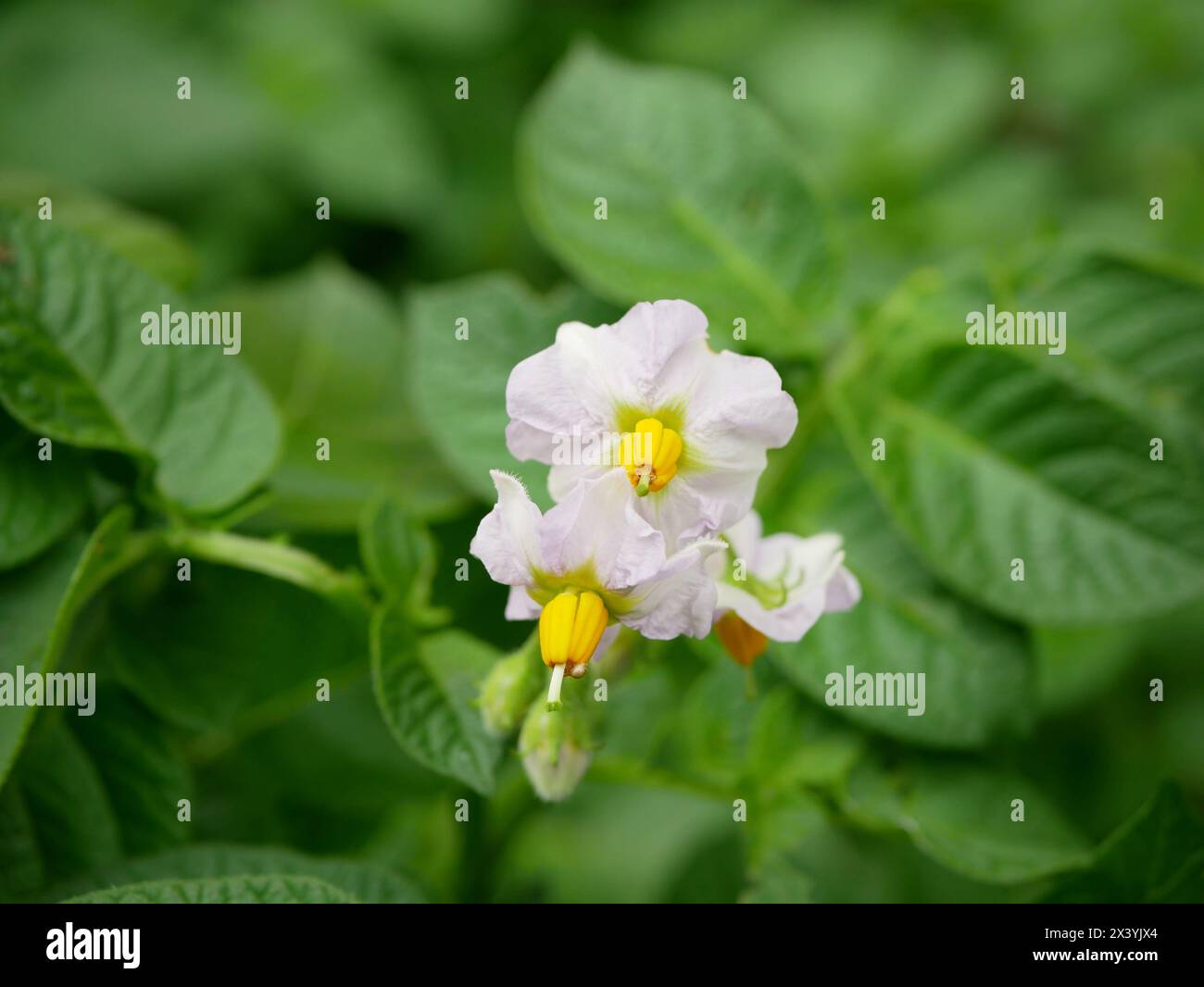 Field potato blossom flowers white leaves Solanum tuberosum blooming ...