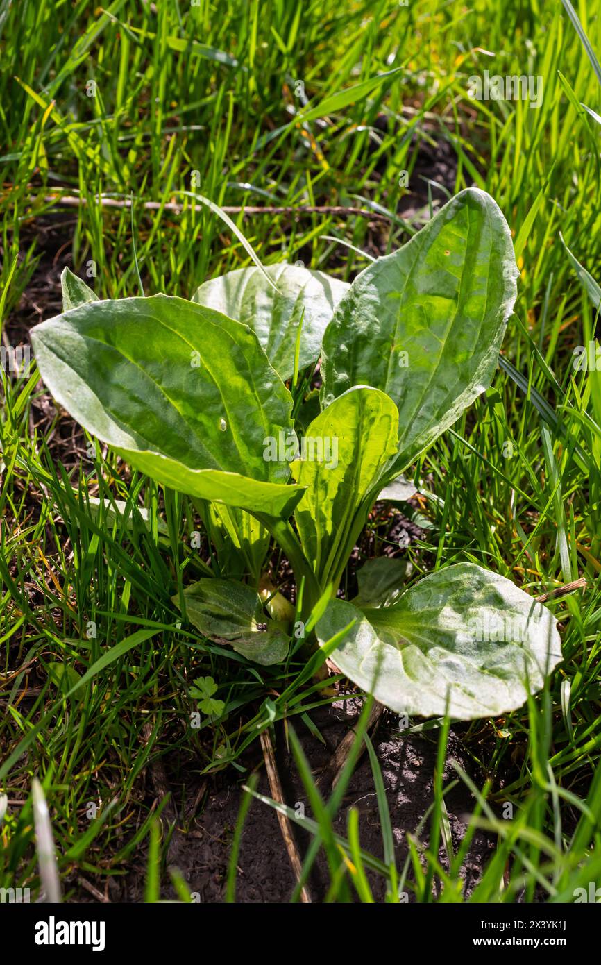 Plantago major Plantago, Plantain, fleaworts. There are 3-5 parallel ...