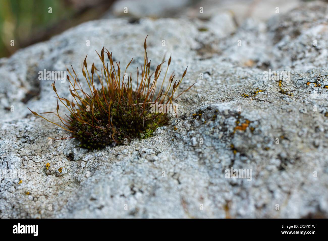 Precious drops of water from the morning dew covering an isolated plant ...