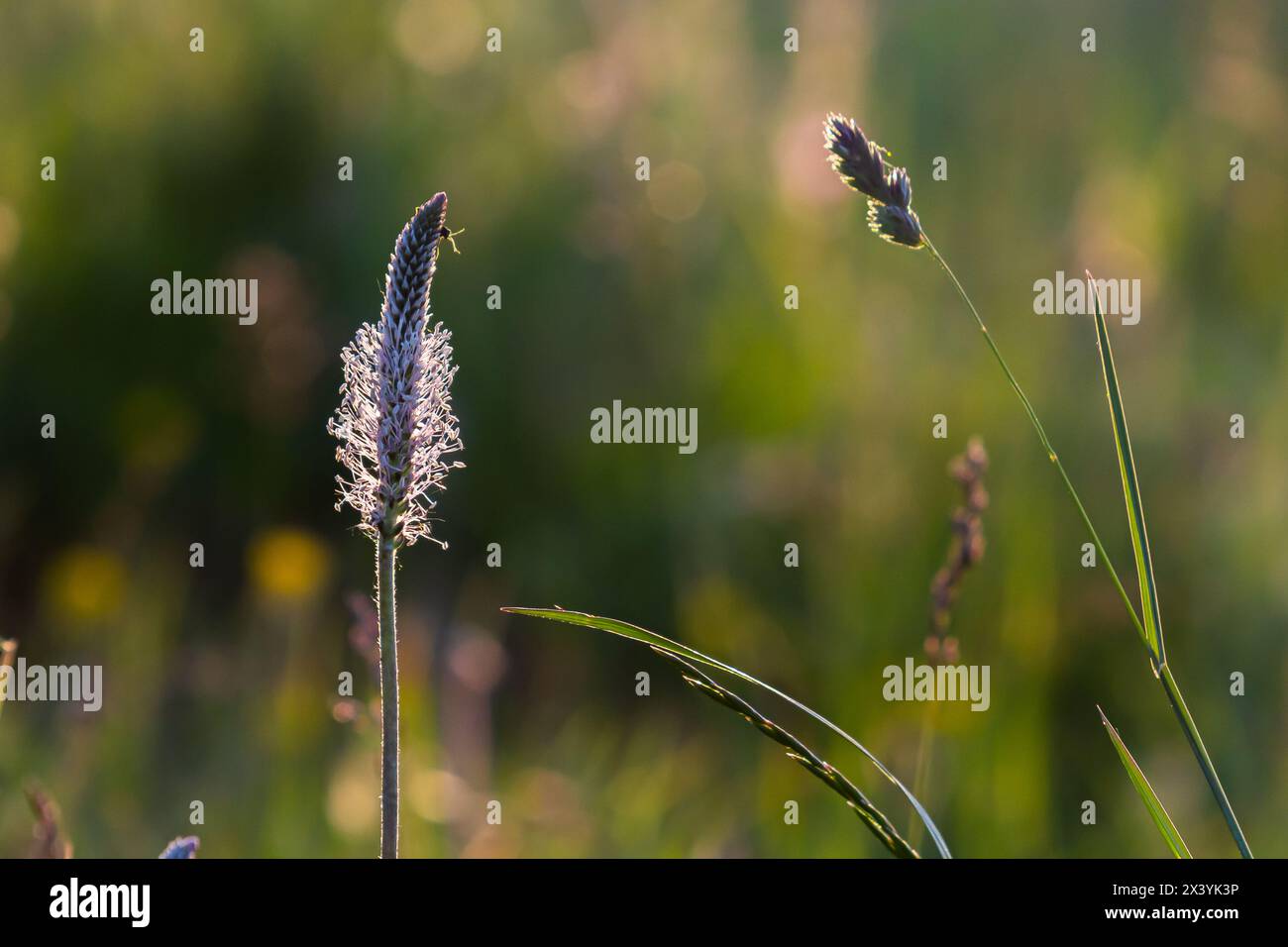 Closeup shot white hoary hi-res stock photography and images - Alamy
