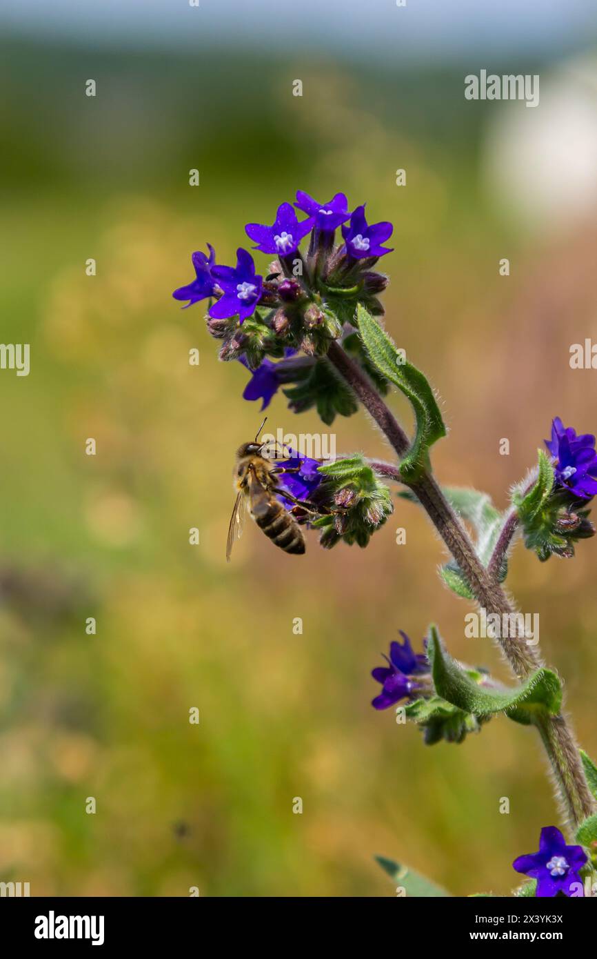 Anchusa officinalis, commonly known as the common bugloss or alkanet ...