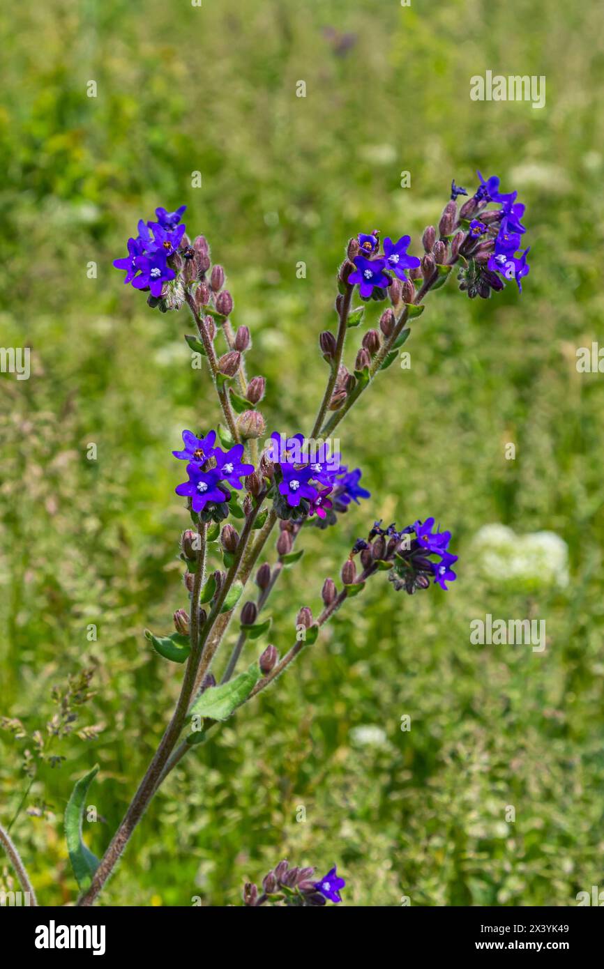 Anchusa officinalis, commonly known as the common bugloss or alkanet ...