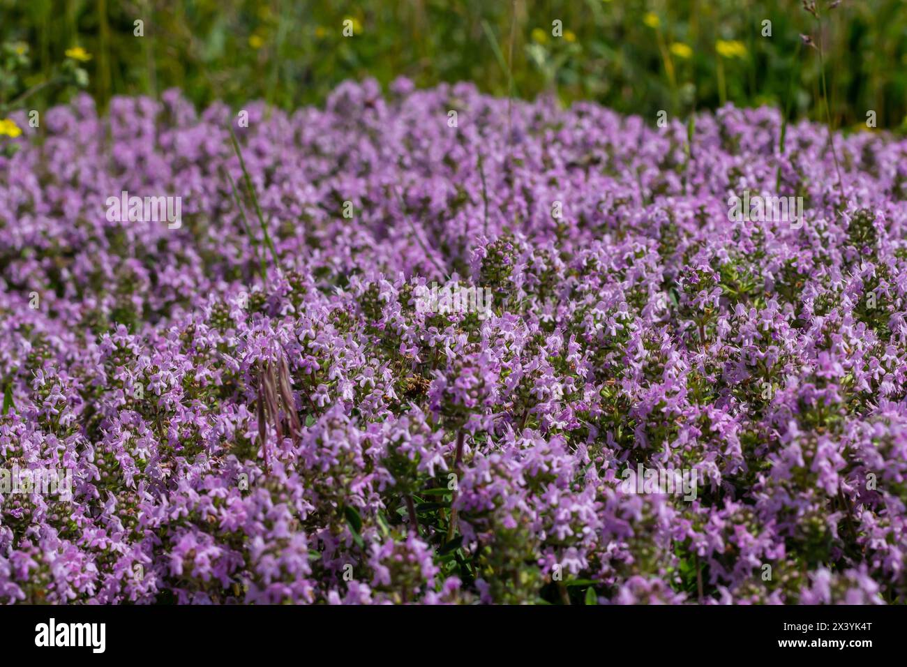 Blossoming fragrant Thymus serpyllum, Breckland wild thyme, creeping ...