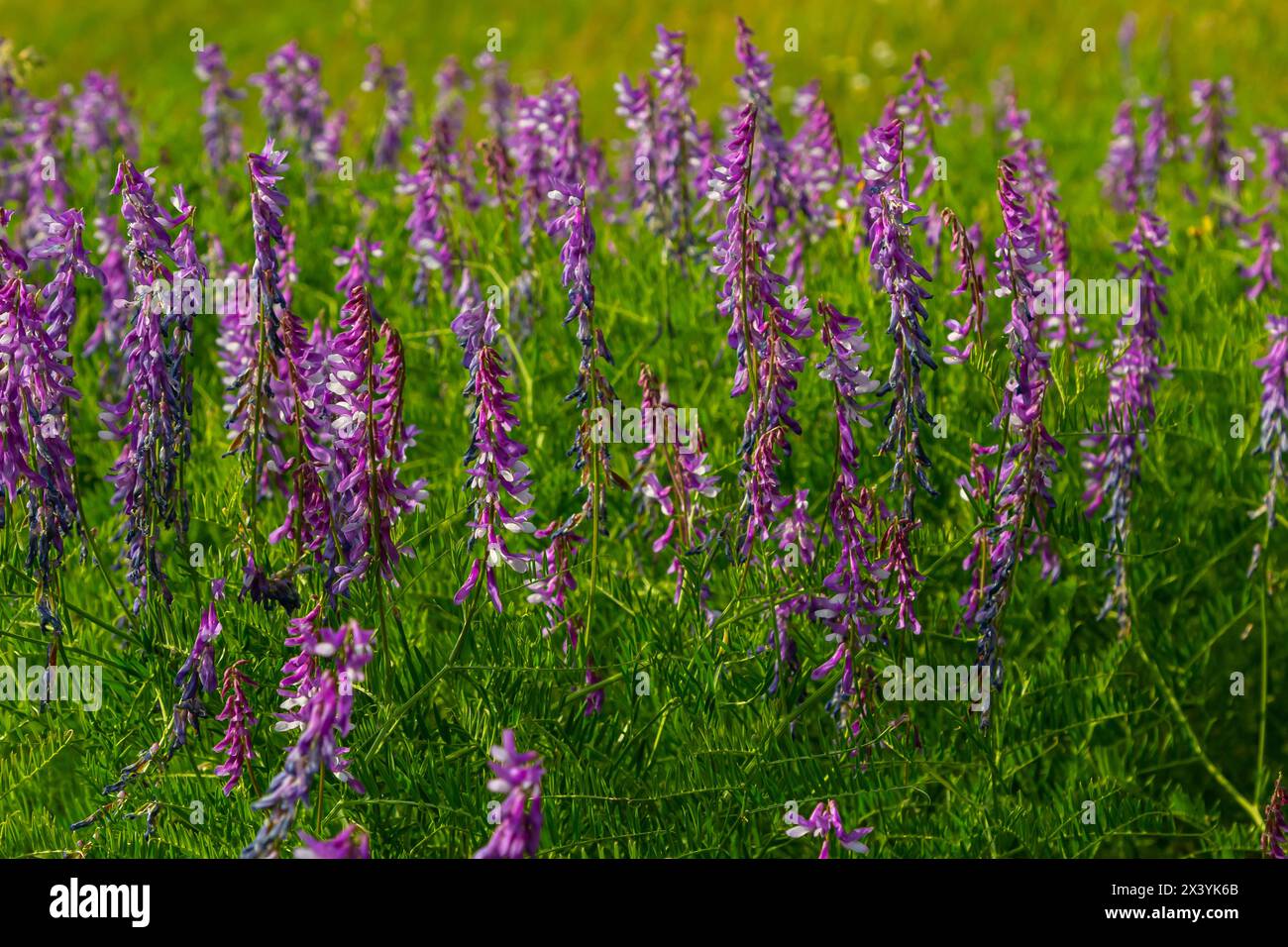 Vetch, vicia cracca valuable honey plant, fodder, and medicinal plant ...