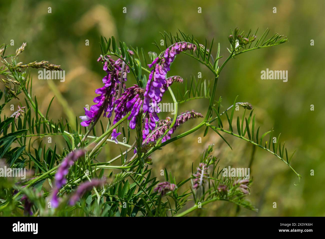 Vetch, vicia cracca valuable honey plant, fodder, and medicinal plant ...
