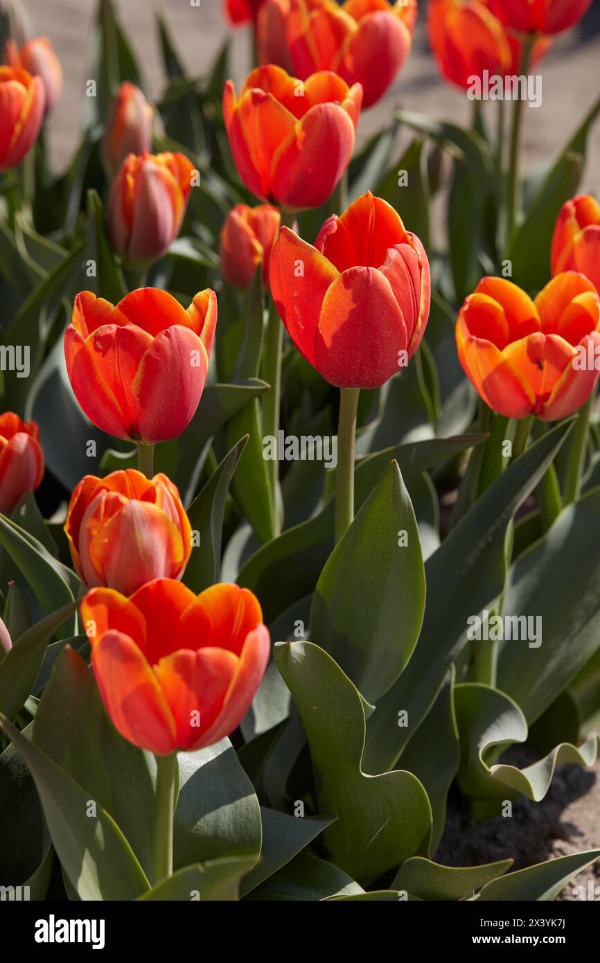 Tulip World's Favourite flowers in orange color in spring sunlight ...