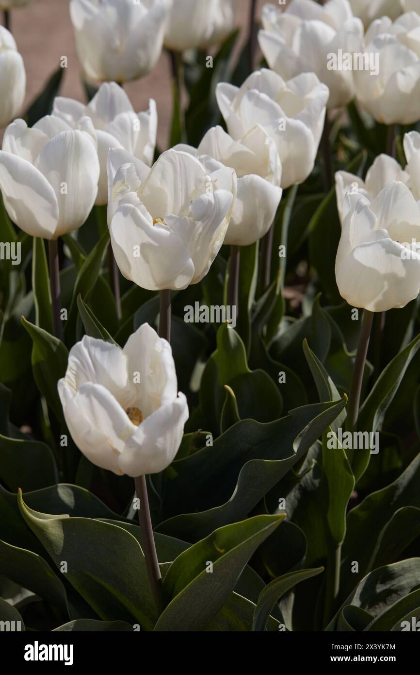 Tulip White Price flowers in spring sunlight Stock Photo - Alamy