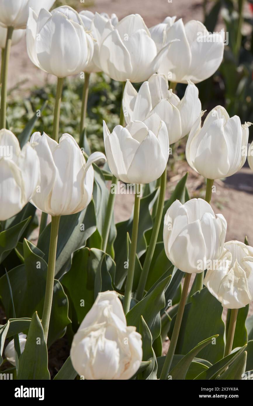 Tulip Beauty of White flowers in spring sunlight Stock Photo - Alamy