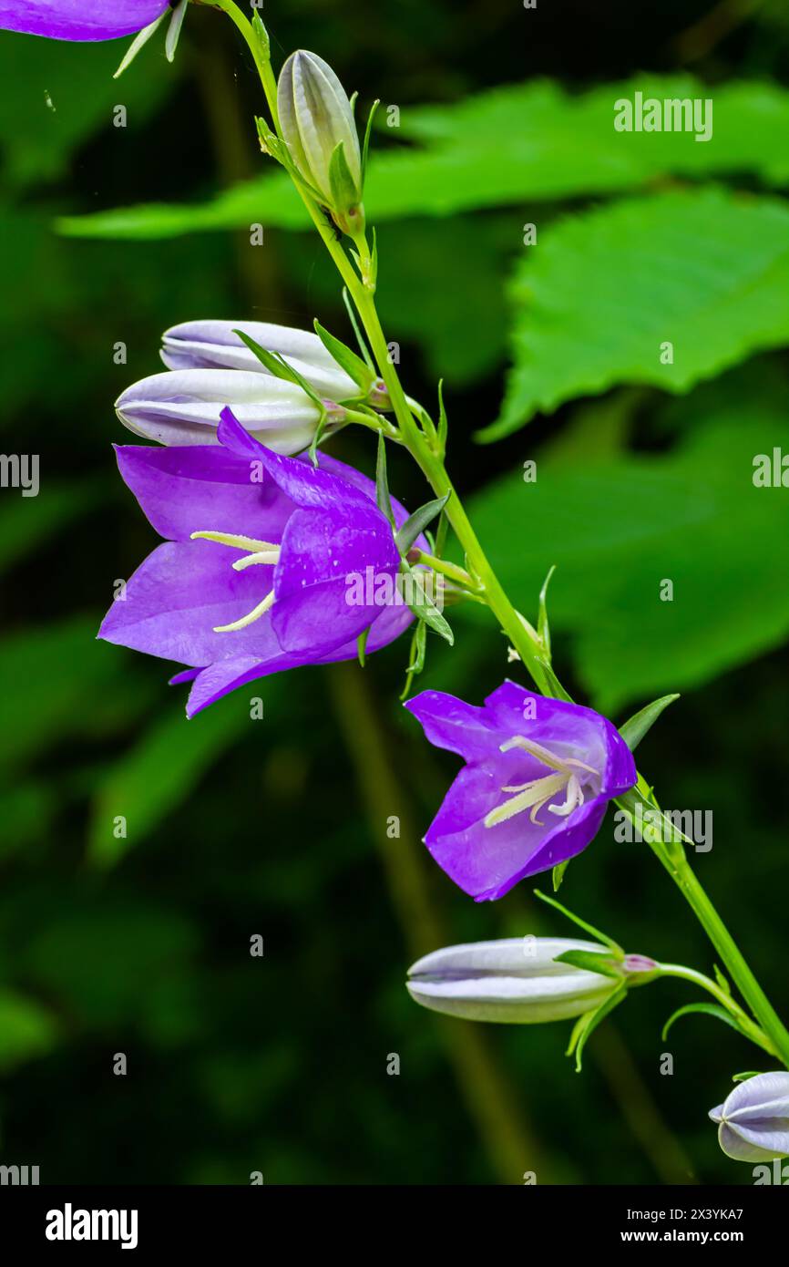 Clustered bell flower Campanula glomerata blooming in the wild Stock ...