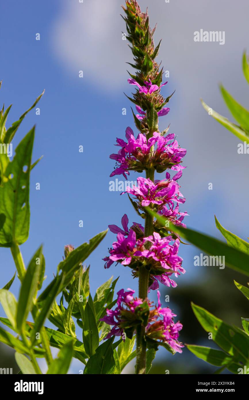 Purple loosestrife Lythrum salicaria inflorescence. Flower spike of ...