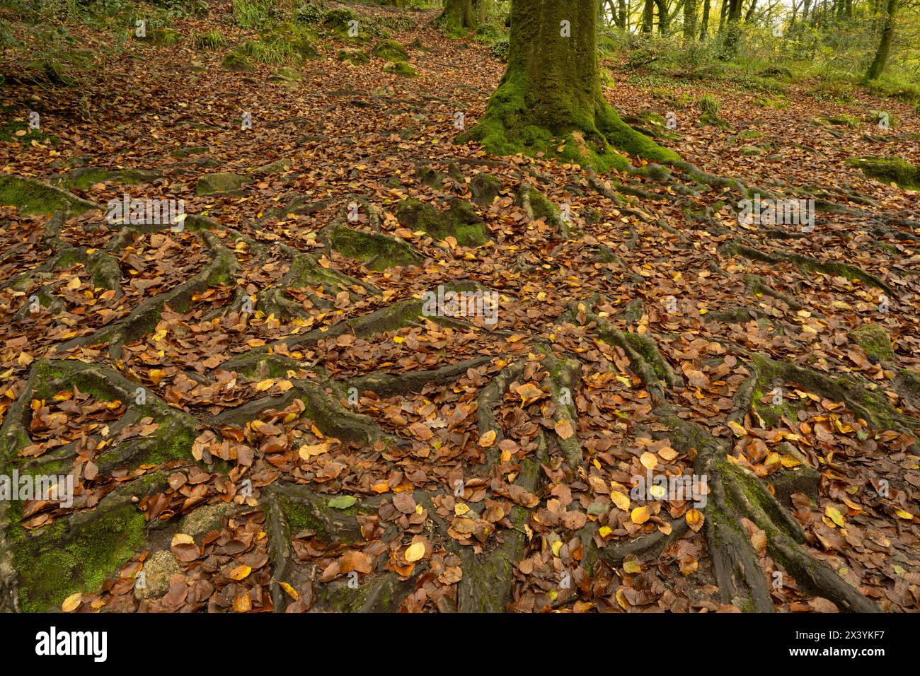 Beech tree (Fagus sylvatica). Pattern of roots and fallen autumn leaves ...