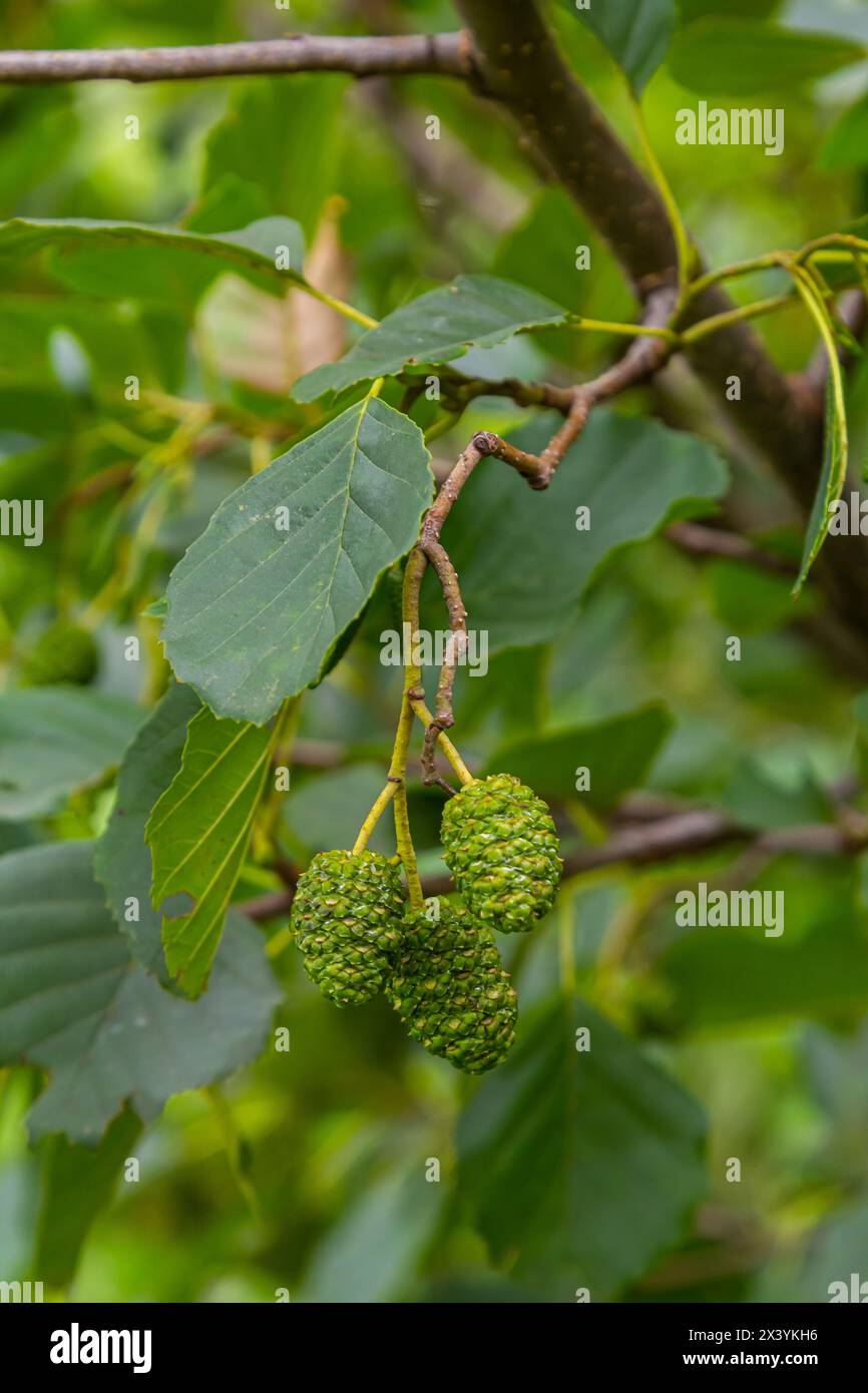Speckled alders spread their seed through cone-like structures Stock ... Speckled alders spread their seed through cone-like structures Stock ...