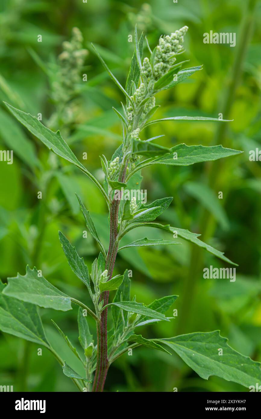 Chenopodium album, edible plant, common names include lamb's quarters ...