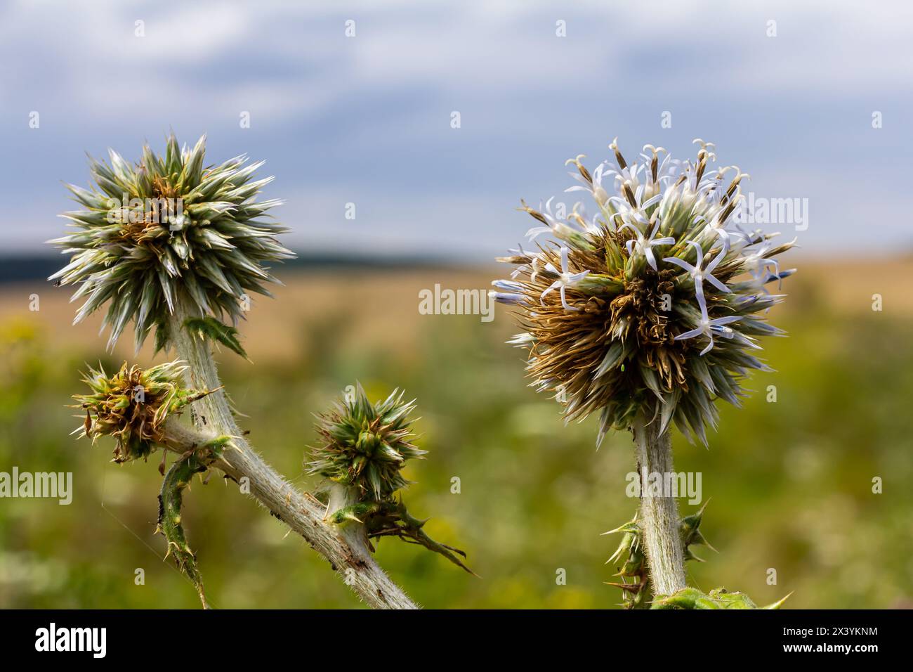 Glandular ball thistle hi-res stock photography and images - Alamy