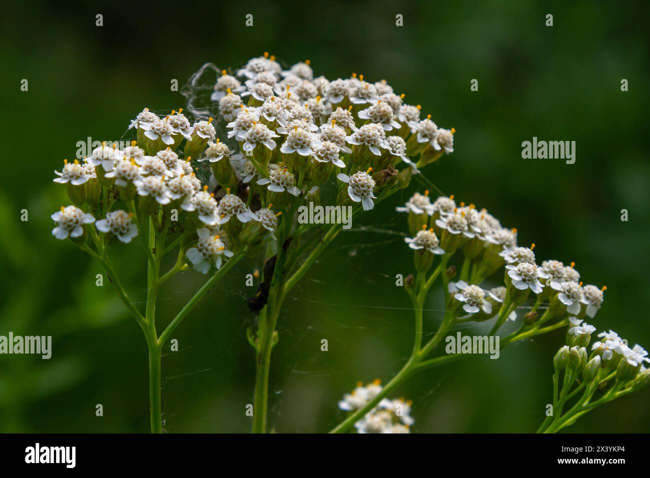 Common yarrow Achillea millefolium white flowers close up, floral ...